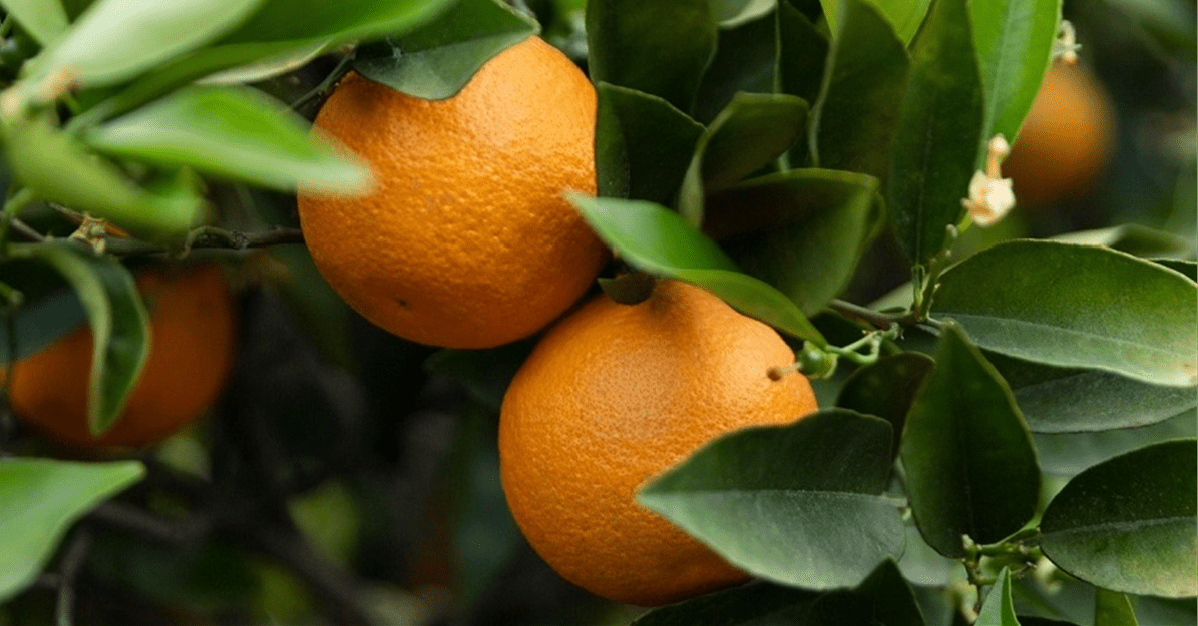 STJ julga prescrição em caso envolvendo cartel do mercado de laranjas ...