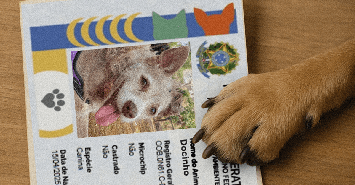 Governo Federal lança RG para animais; veja como registrar seu pet ...